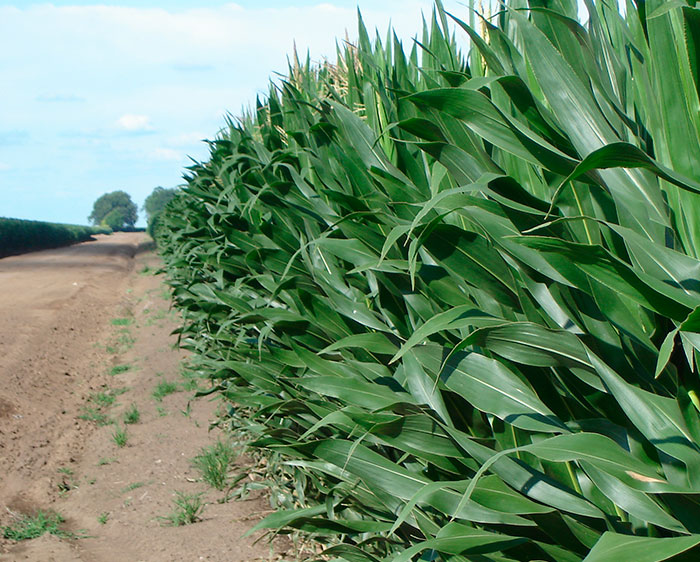 que-hacemos :: MSU Agro | Empresa líder en negocios agropecuarios